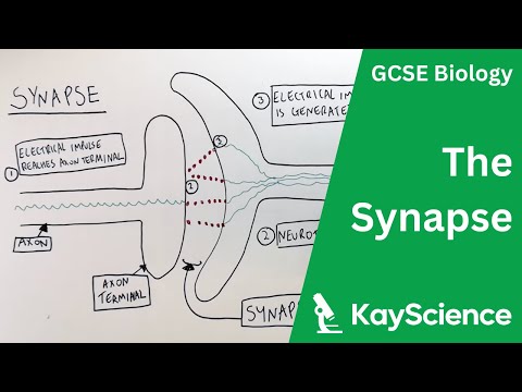 The Synapse Video Lecture - Biology for GCSE/IGCSE - Class 10