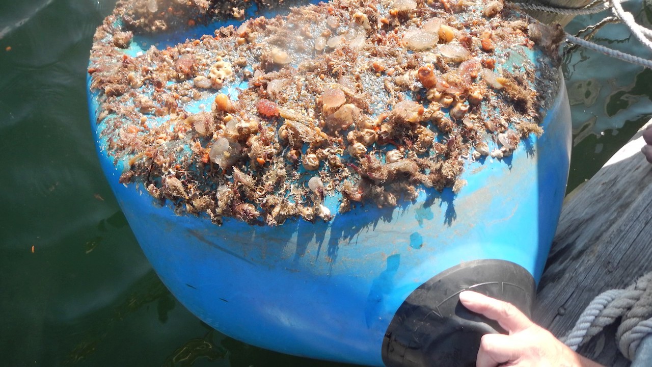 Why study ascidians