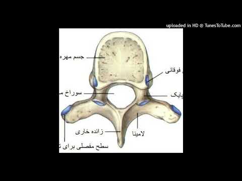 44.Multiple Endocrine Neoplasia Type 2 (MEN Syndrome)