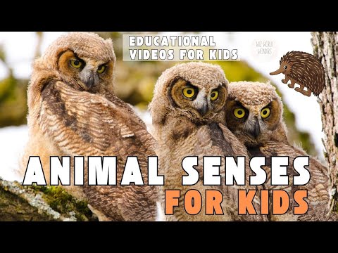Animals for Kids | Senses, Behavior, Survival, Offspring | Educational Videos for Kids | Wiz World