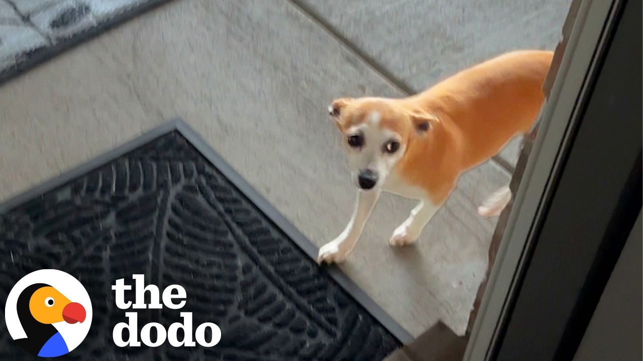 Neighbor Dog Wasn’t Getting Enough Attention — So She Found A New Family | The Dodo