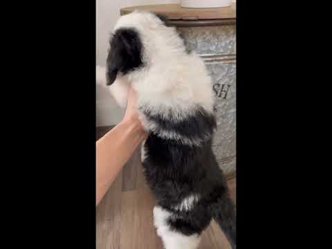 Betsy - F1 Female Standard Sheepadoodle #dogsofyoutube #puppies #dogs #doodle #sheepadoodle #cattle