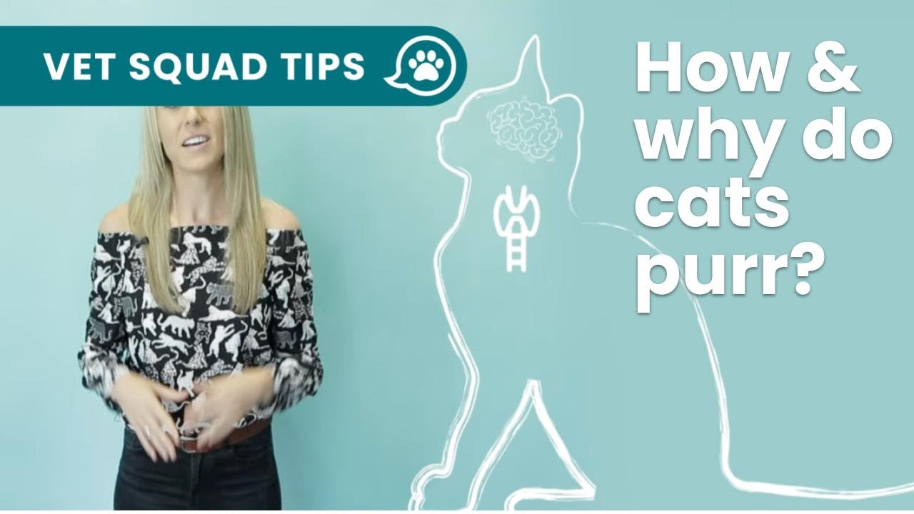 How do cats purr? Vet explains!