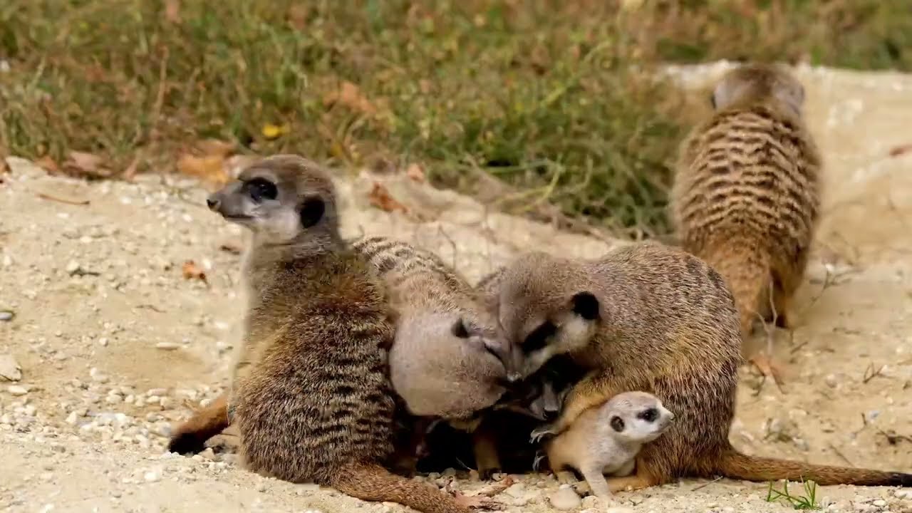 Meerkat Squad Goes Crazy/Cadlma #meerkat #animals #wildlife #animallovers #animalfacts #cuteanimals