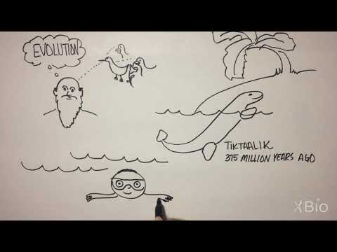 What is Evolution?