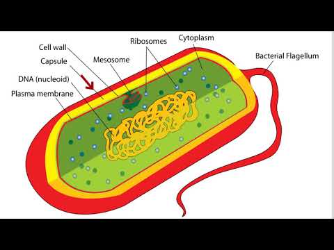 Bacteria Cell Structure