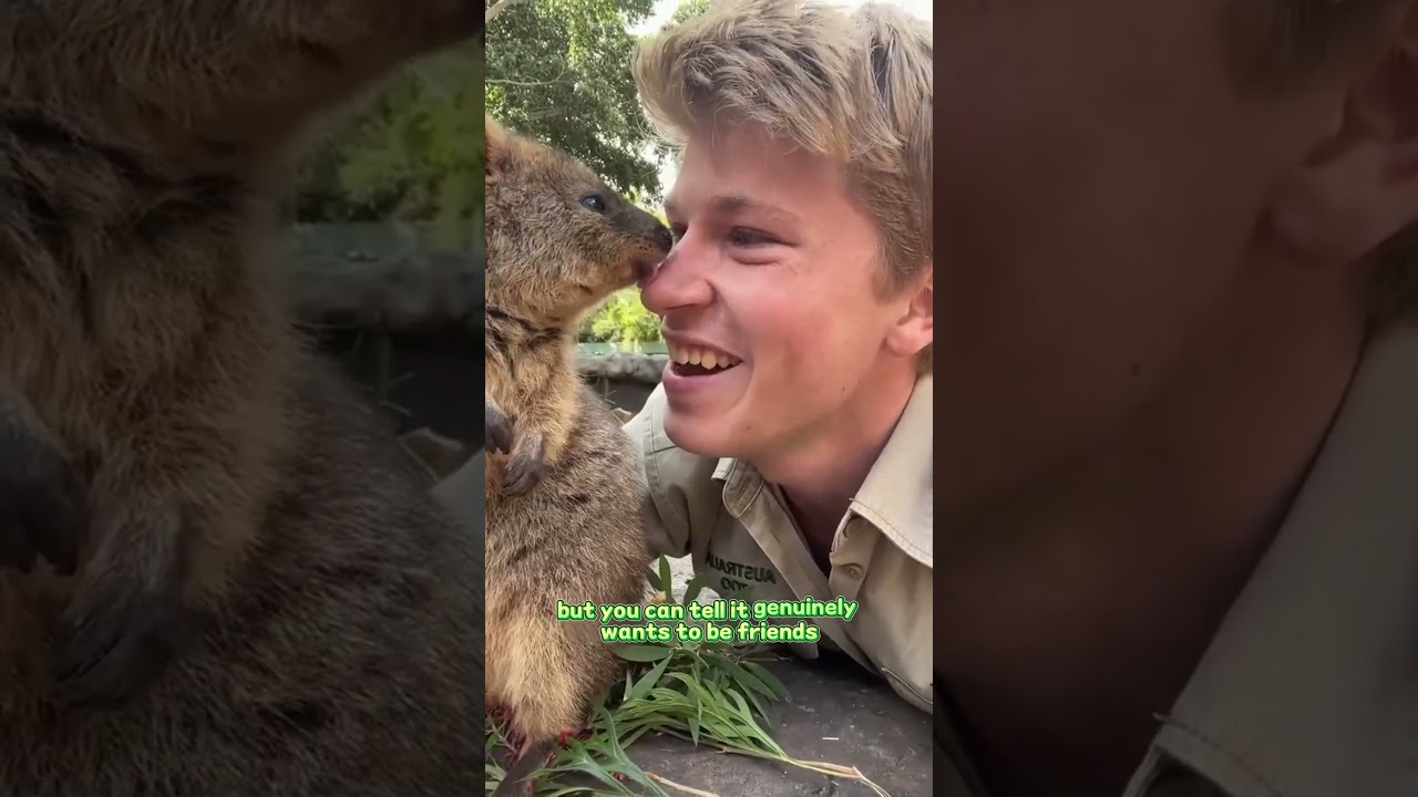 This tiny kangaroo from South America acts like it owns the whole jungle 😭🦘#quokka #animalfacts