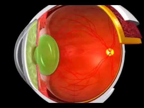 Crystalline Lens