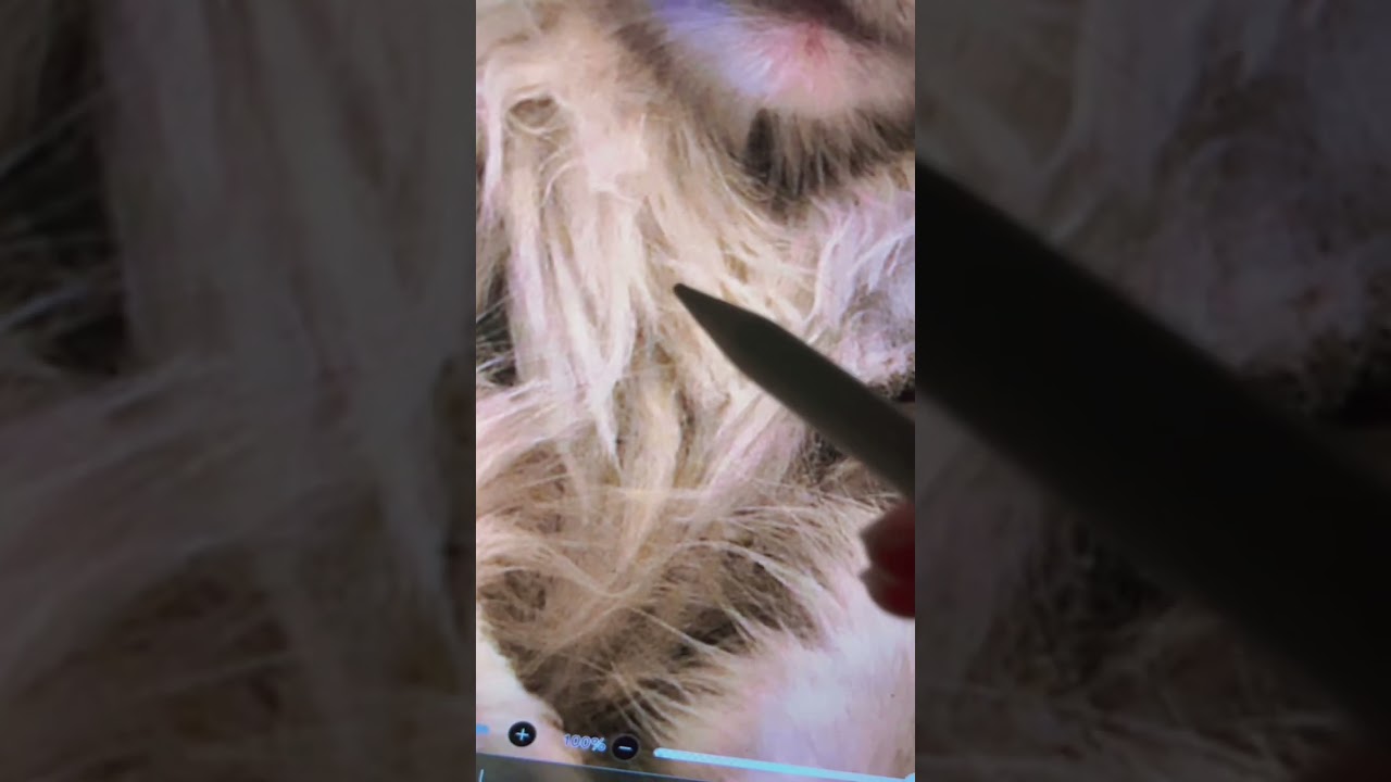 Making therian line art prt 1!! #antizoo #furry #gear #quadrobics #therian