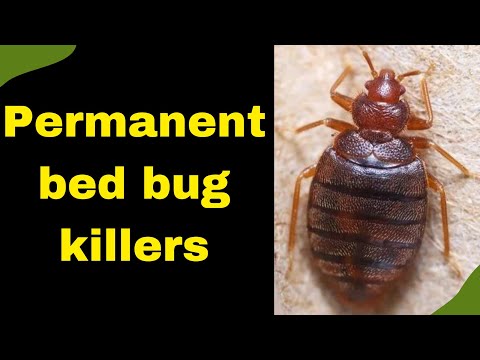 Bed bugs killers in kenya| The Only effective insecticides to kill bed bugs in Kenya permanently