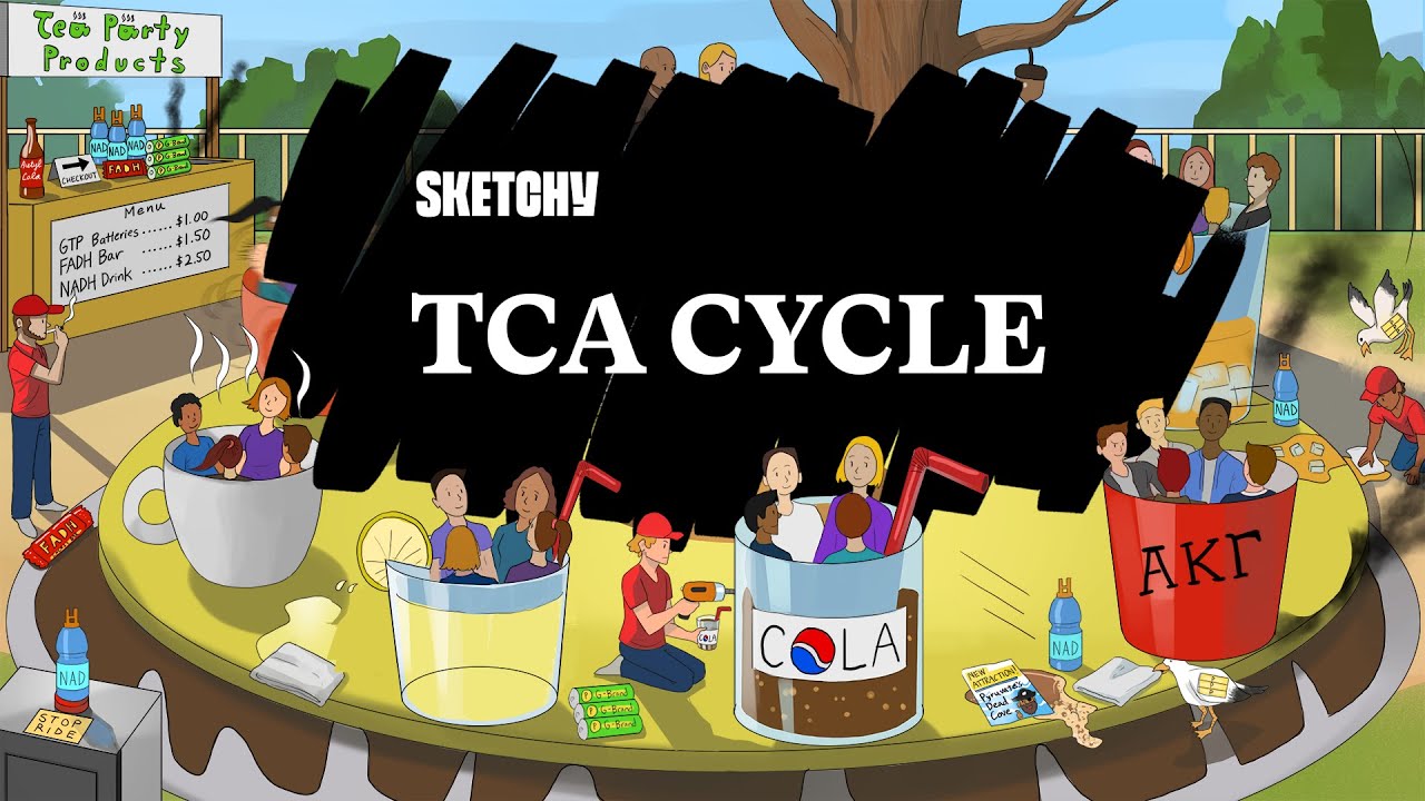 Understanding the TCA Cycle: A Comprehensive Guide to Aerobic ...
