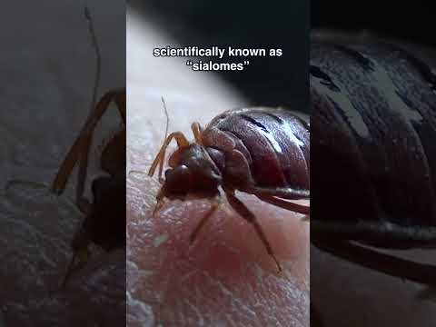 Fun Fact About Bed Bug Bites!