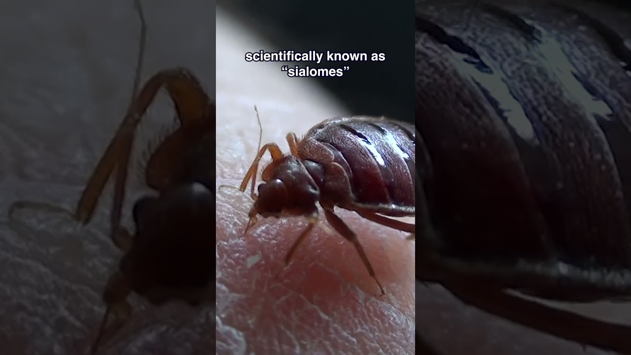 Can Bed Bugs Bite Without You Knowing?