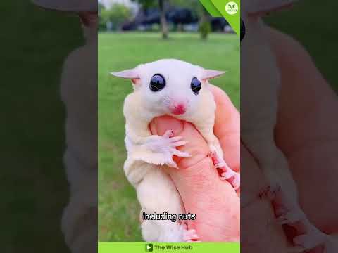 Did You Know These Fascinating Facts About Flying Squirrel? | The Wise Hub đ¤đĄđ¤¯ #shorts #facts