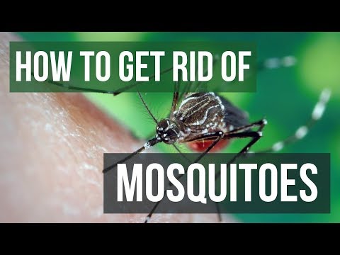 How to Get Rid of Mosquitoes in Your Yard (4 EASY Steps)