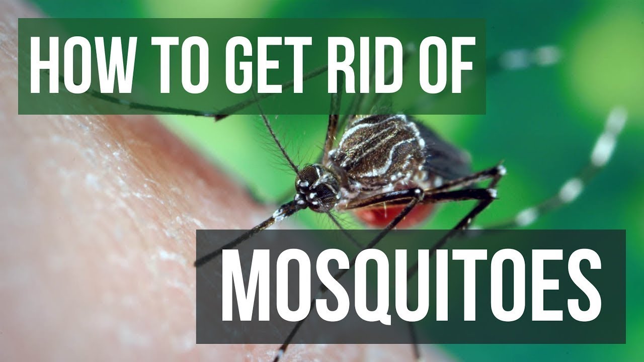 Mosquito Control: How to Get Rid of Mosquitoes | DIY Mosquito Treatment ...