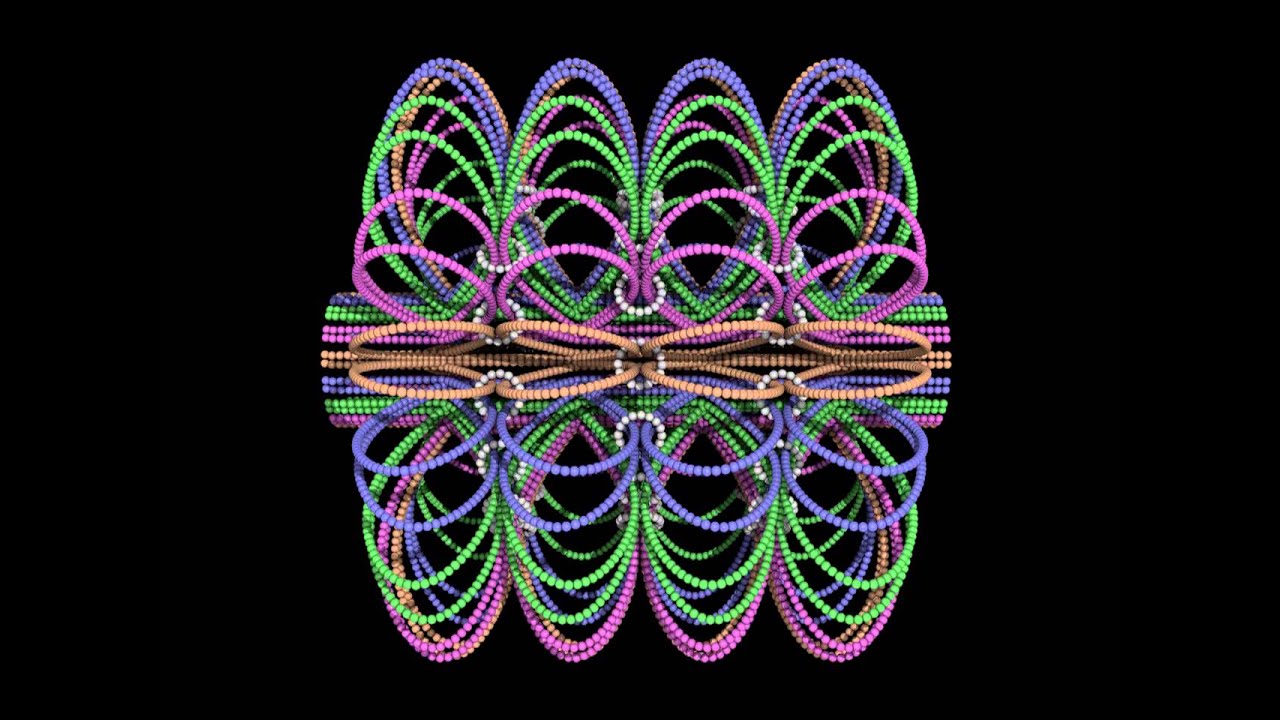 Yeast Mitotic Spindle Model