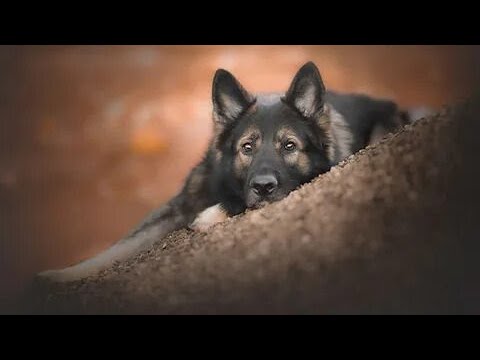 German Shepherd Life Expectancy: How Long Will Your Dog Live?