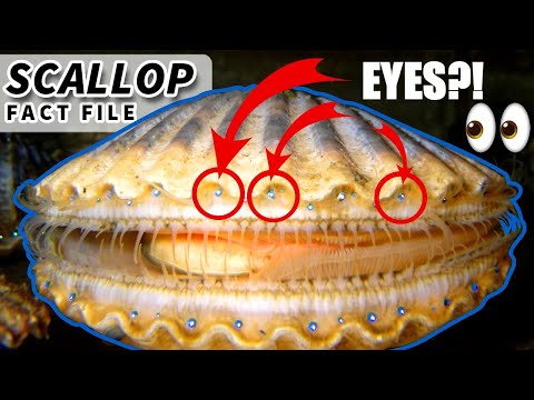 Scallop facts: they can SWIM | Animal Fact Files