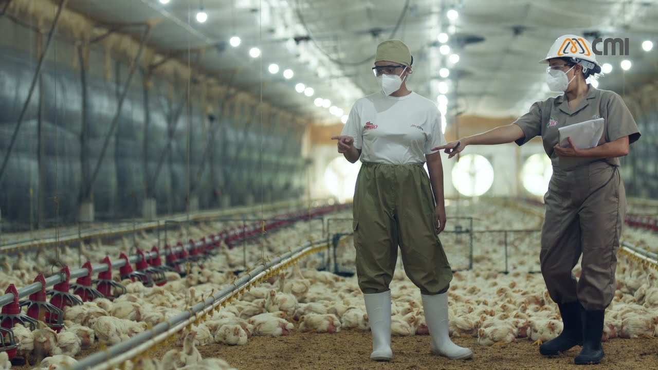 Pollo Indio lanza campaña que destaca la confianza de sus consumidores ...