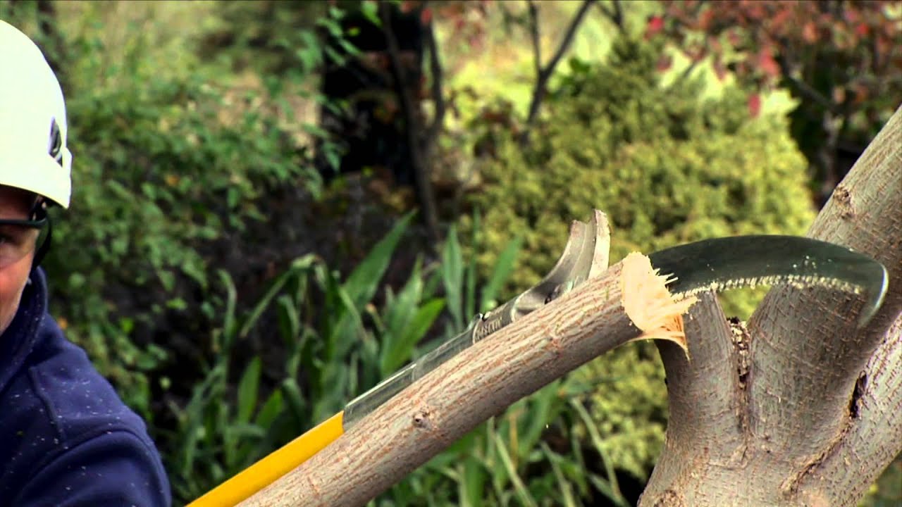 Safely Removing a Tree from the Landscape