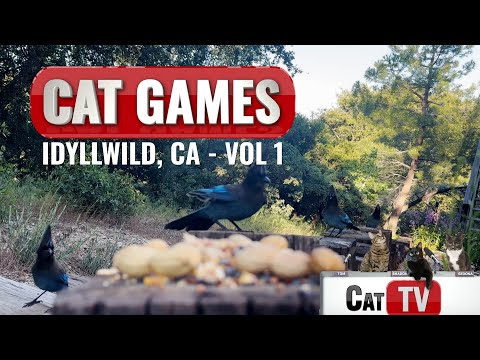 CAT Games TV | Idyllwild Real Birds & Squirrels Vol 1 | Videos For Cats to Watch | ASMR ๐ผ