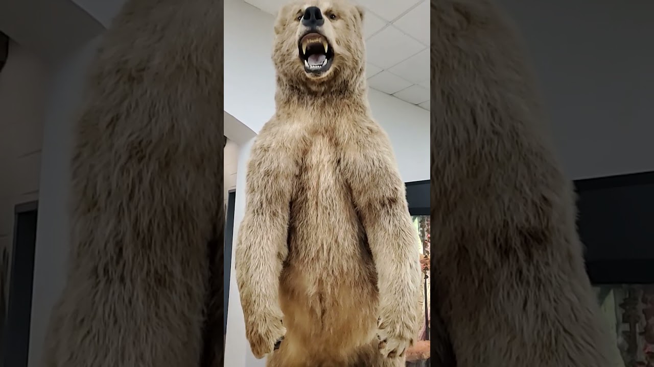 World Record Kodiak Bear
