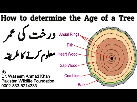 How to Calculate the Age of A Felled Tree | How to Determine the Age of A Tree | Tree Age