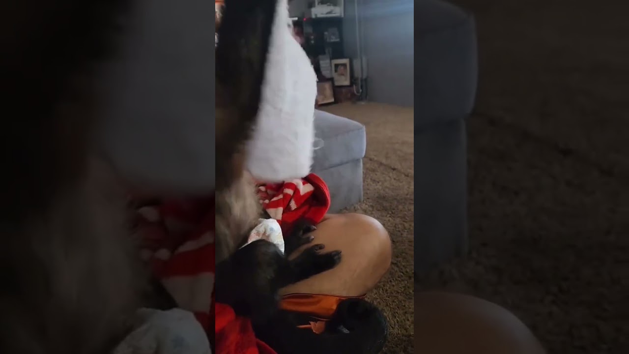 Monkey folding clothes meme template #meme #memetemplate #trending