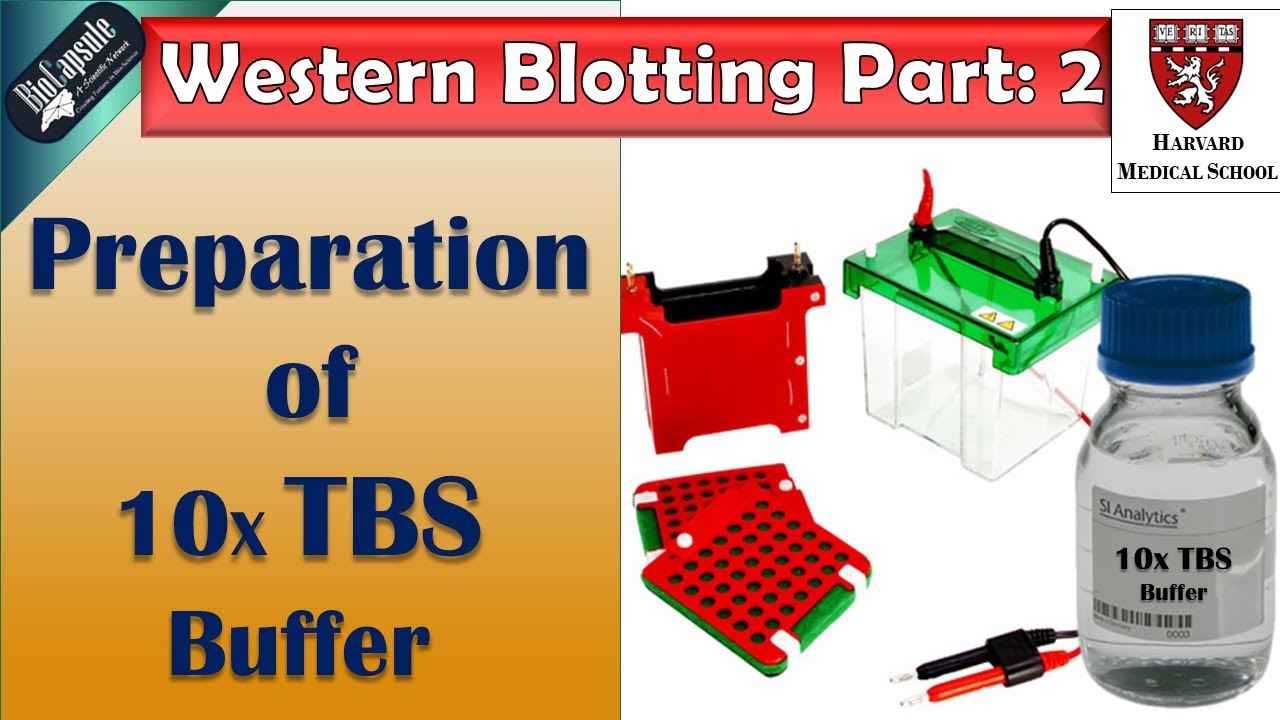Western Blotting Part 2: 10 X TBS buffer preparation