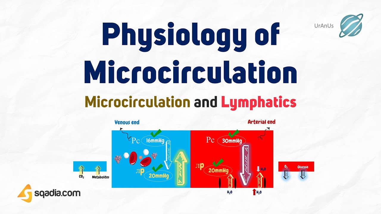 Microcirculation and Lymphatics | Physiology of Microcirculation