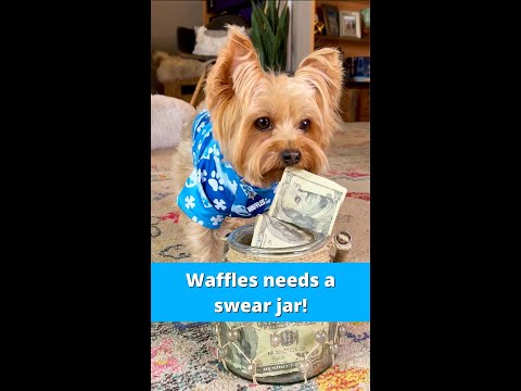 Yorkie Dog can't stop swearing - Gets a Swear Jar