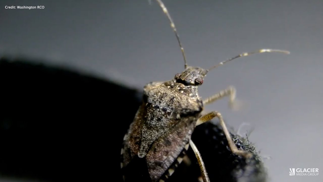 Find stink bug eggs? B.C. scientists want to hear from you