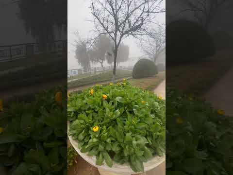 Sapa Now February 6, 2025.Super Cold #vietnamtravel #vietnam #sapa #travel