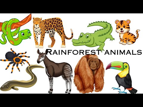List of rainforest animals / Rainforest animals name with pictures / Rainforest animals name video