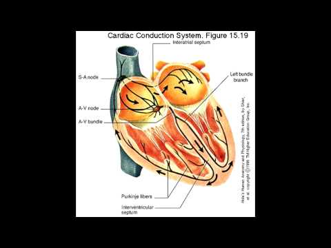Cause and Treatment - Sinus Bradycardia