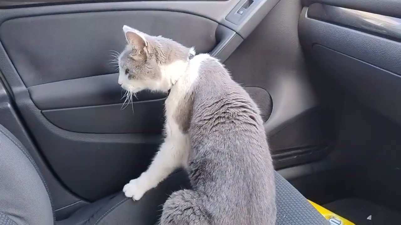 Maggie Cat First Drive 