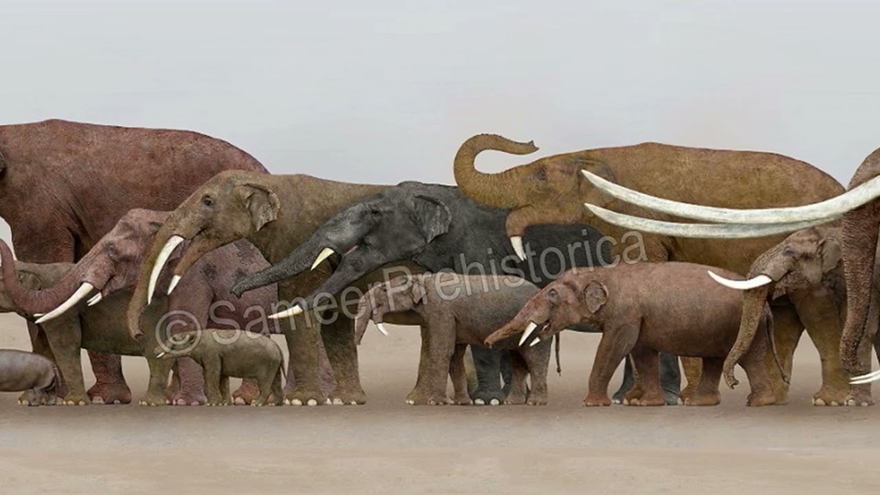 amazing dinosaur size comparison by SameerPrehistorica