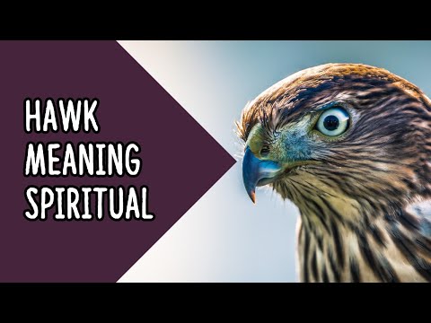What Is The Spiritual Meaning Of Seeing a Hawk | Hawk Meaning Spiritual