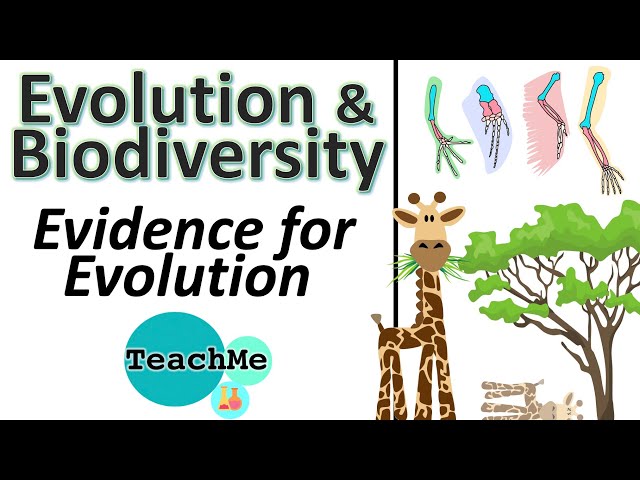 Understanding Evolution: The Basics and Evidence | Galaxy.ai