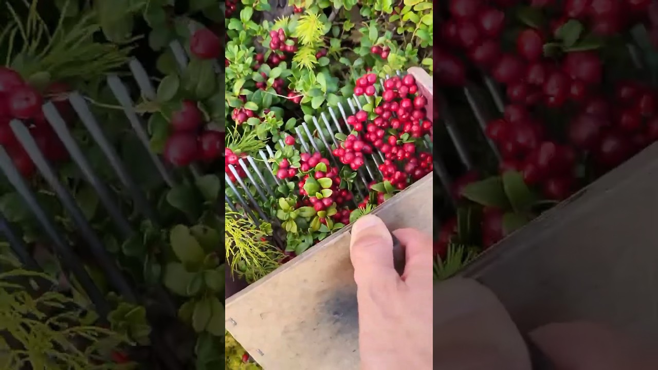 Harvest the berry … #berry  #cranberry #blueberry
