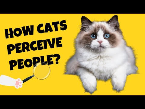 Decoding the Feline Gaze: How Cats Perceive People - Cat's Knowhow