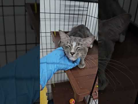 Domestic Short Hair Cat For Adoption - 1 Year 5 Months, Ray from Selangor