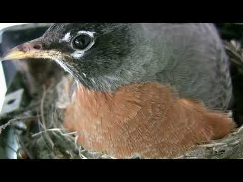American Robin/ bird sounds/bird calls/bird songs/bird watching/ videos for cats to watch