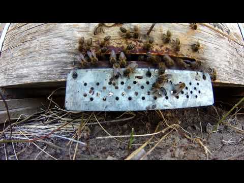 European honey bee (Apis mellifera)