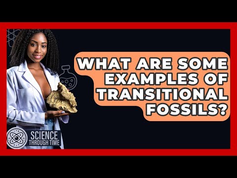 What Are Some Examples Of Transitional Fossils? - Science Through Time