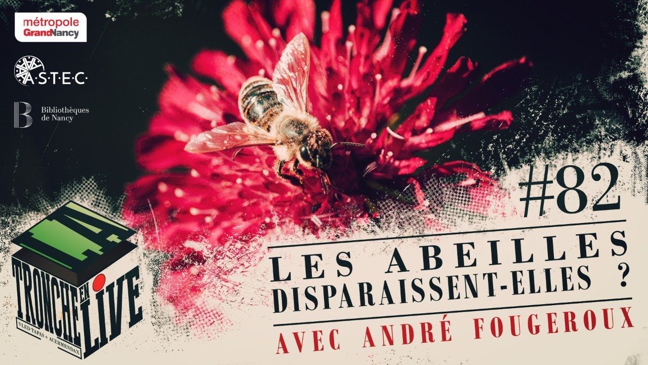 Les abeilles disparaissent-elles ? TenL82
