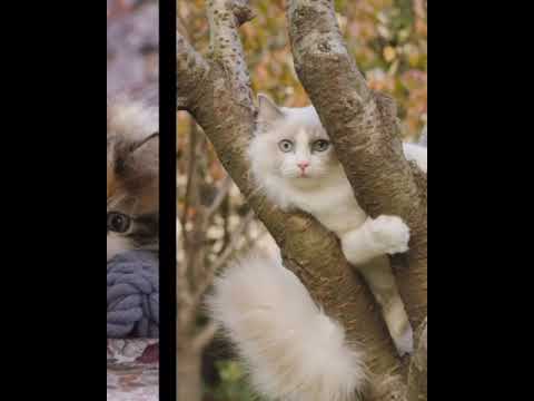 Cute Cat Pictures for Dp, Adorable Cute Cat, Wallpaper Photo, Beautiful Cute Cat Pictures, Dp Status