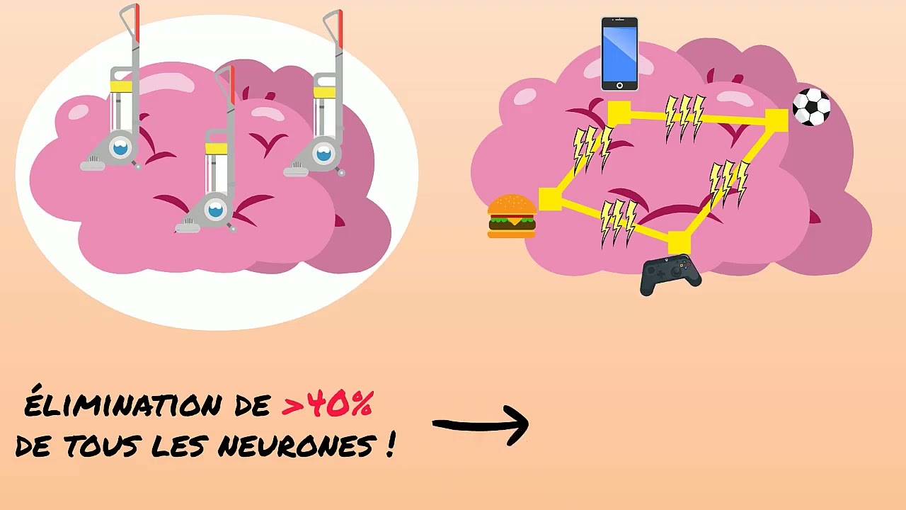 Transformations du cerveau pendant l'adolescence 1