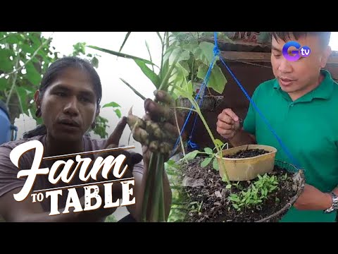 Farm To Table: Urban farming hacks for plantitas and plantitos in the metro